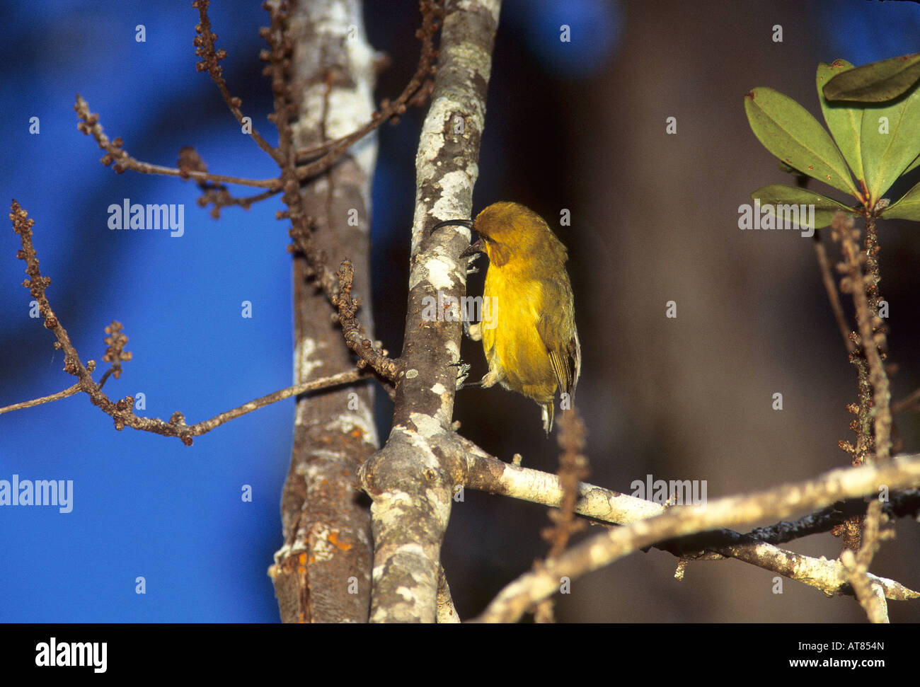 Native hawaiian rare birds hi-res stock photography and images - Alamy