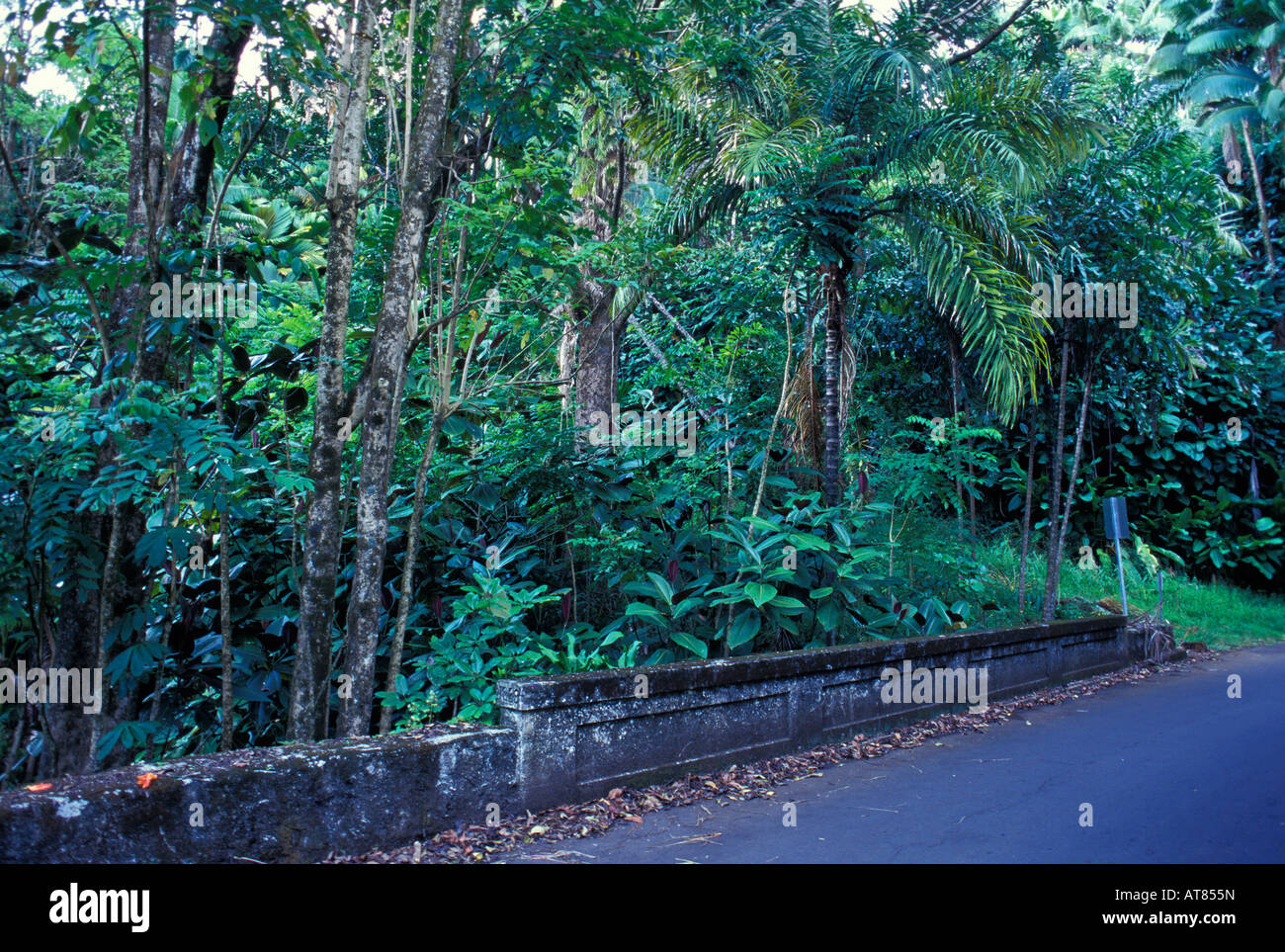 Miconia calvescens (Melastomataceae) a known invasive weed species ...
