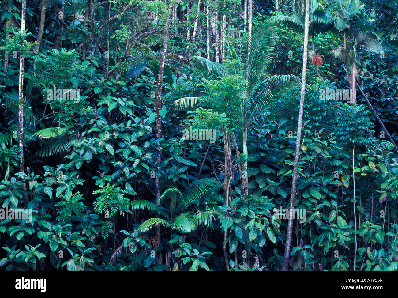 Miconia calvescens (Melastomataceae) a known invasive weed species ...