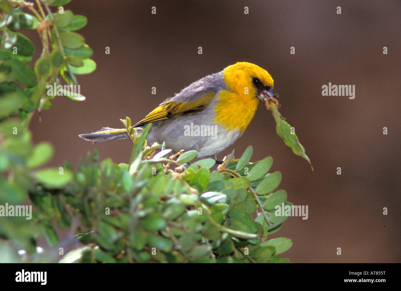 Palila, Loxioides bailleui, endangered Hawaiian honeycreeper. Feeds ...
