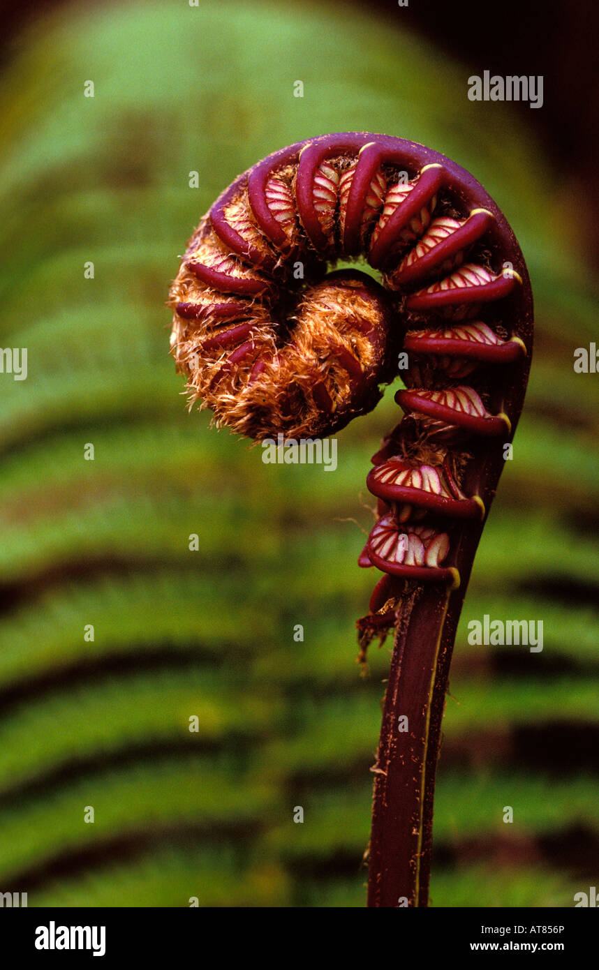 Fern fiddle head. Sadleria sp. Hana Forest Maui Stock Photo - Alamy