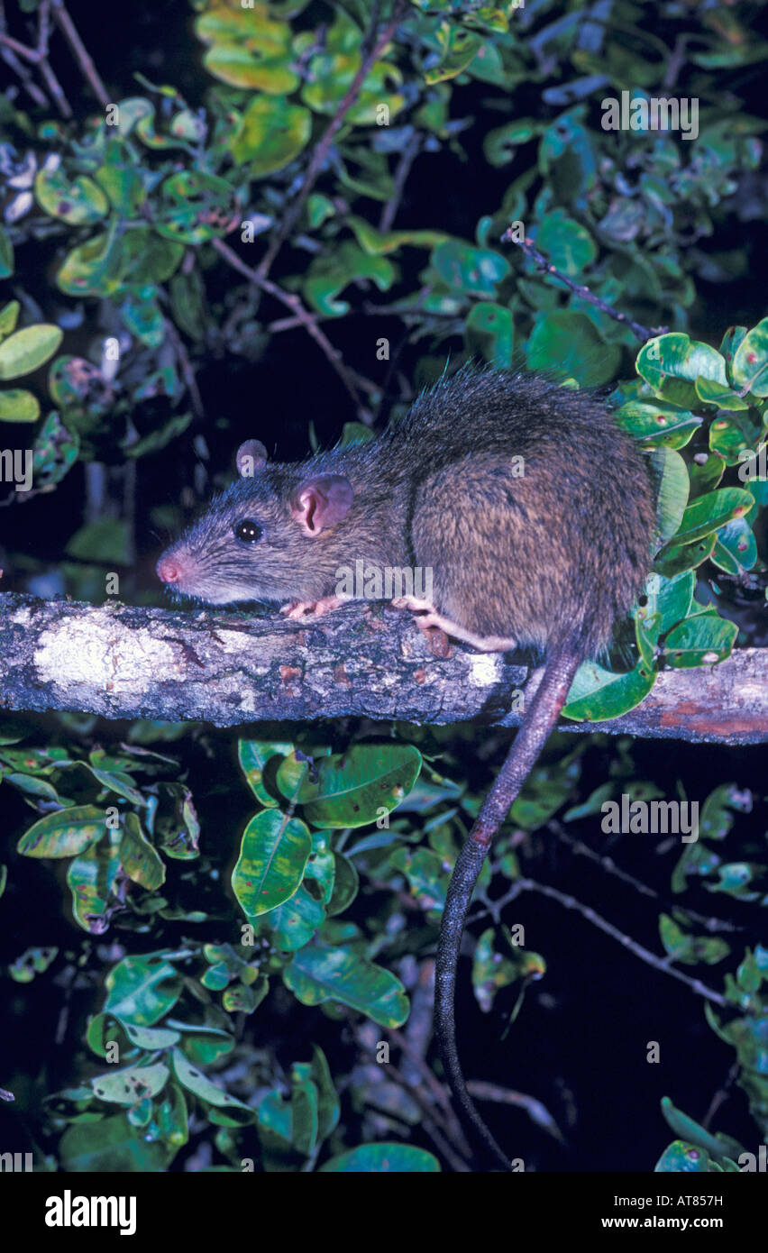 Rats In Hawaii