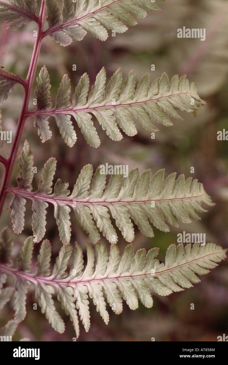 Athyrium niponicum var. pictum. AGM (Japanese painted fern Stock Photo ...