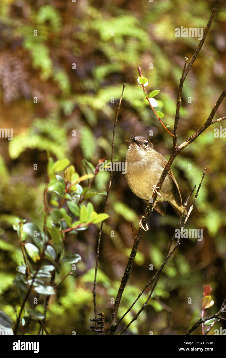 Thrush hawaii hi-res stock photography and images - Alamy