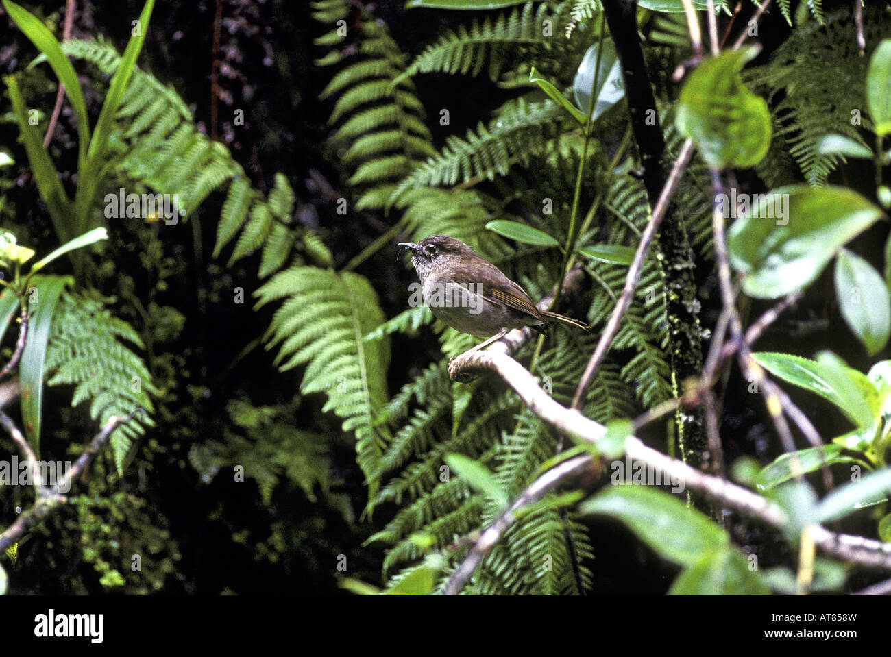 Thrush hawaii hi-res stock photography and images - Alamy