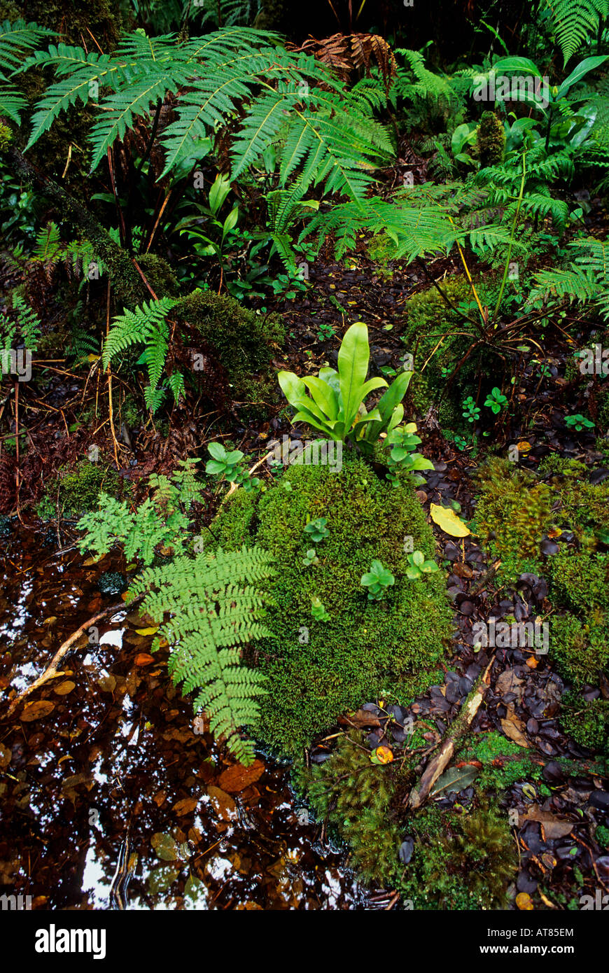 Kamakou Nature Conservancy Preserve, ferns Slide 17 Stock Photo - Alamy