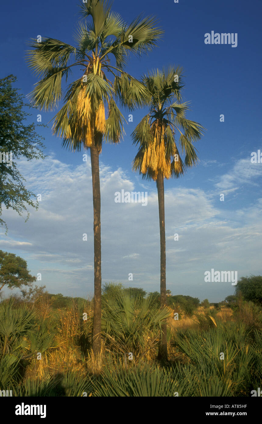 Real fan palm africa hi-res stock photography and images - Alamy