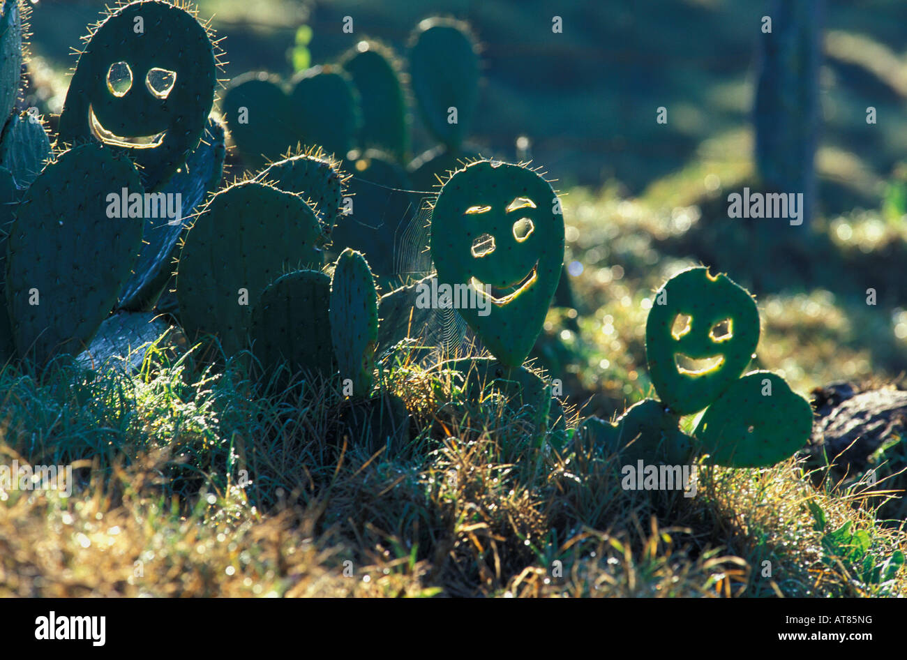 Cactus that can smile Stock Photo - Alamy