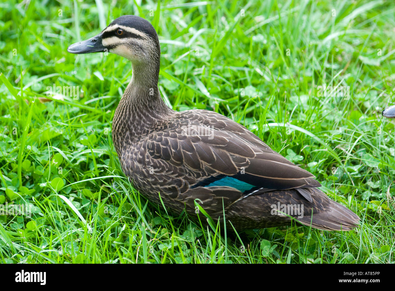 Australian duck species hi-res stock photography and images - Alamy