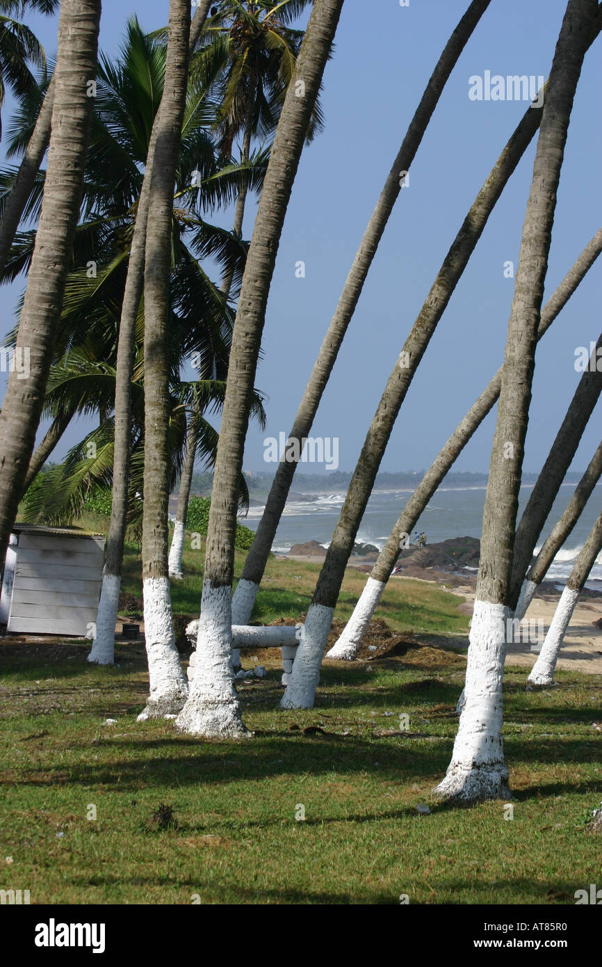Tall palm trees by the beach at Elmina, Ghana, West Africa Stock Photo ...