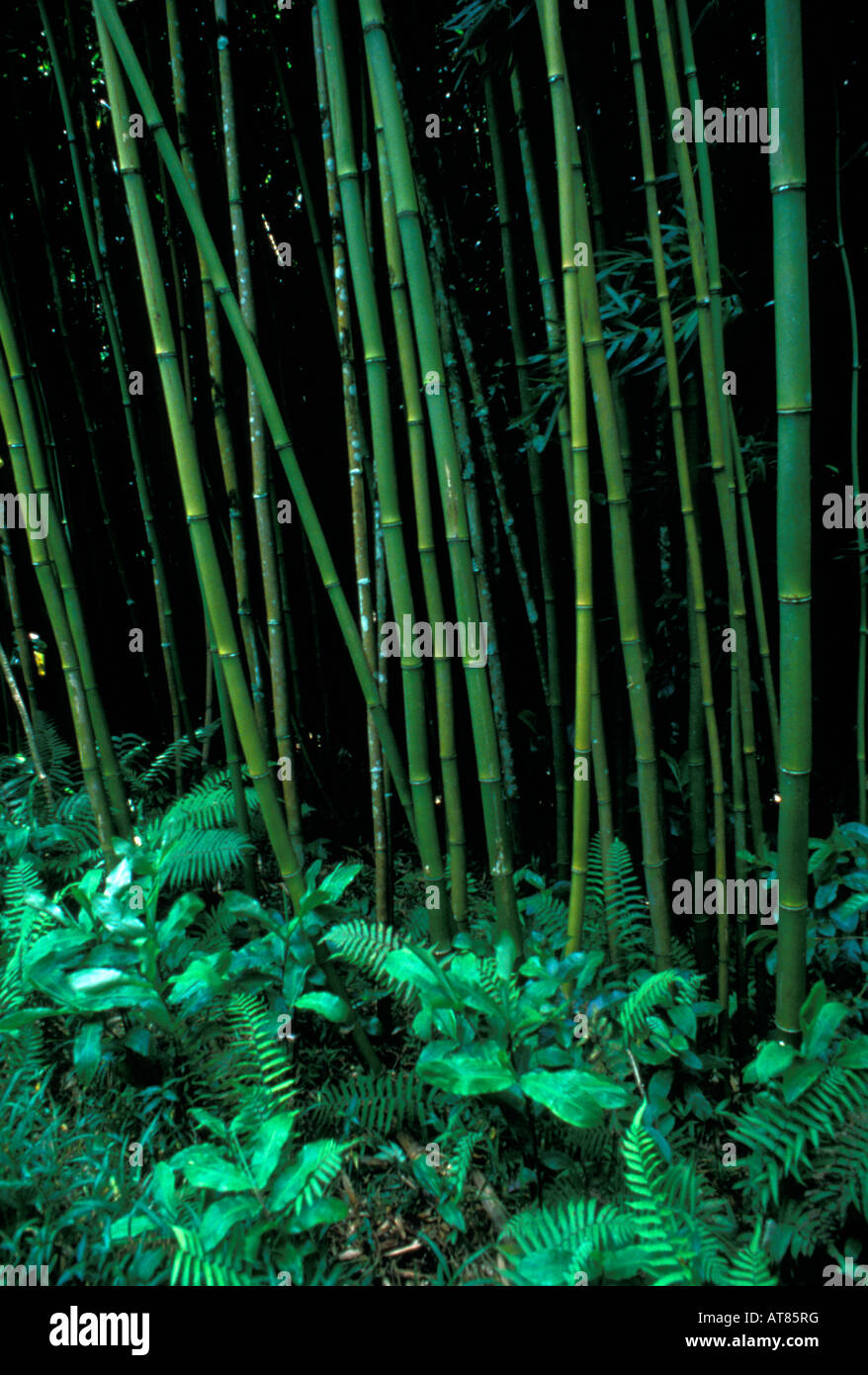 Green tropical bamboo forest Stock Photo - Alamy