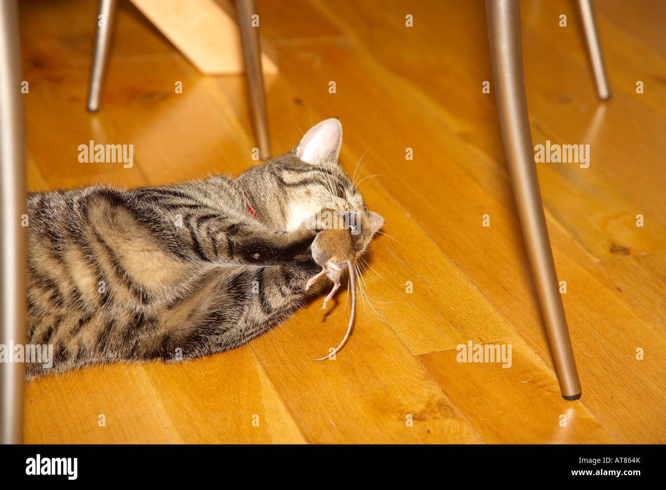 Cat Biting a Mouse Stock Photo - Alamy