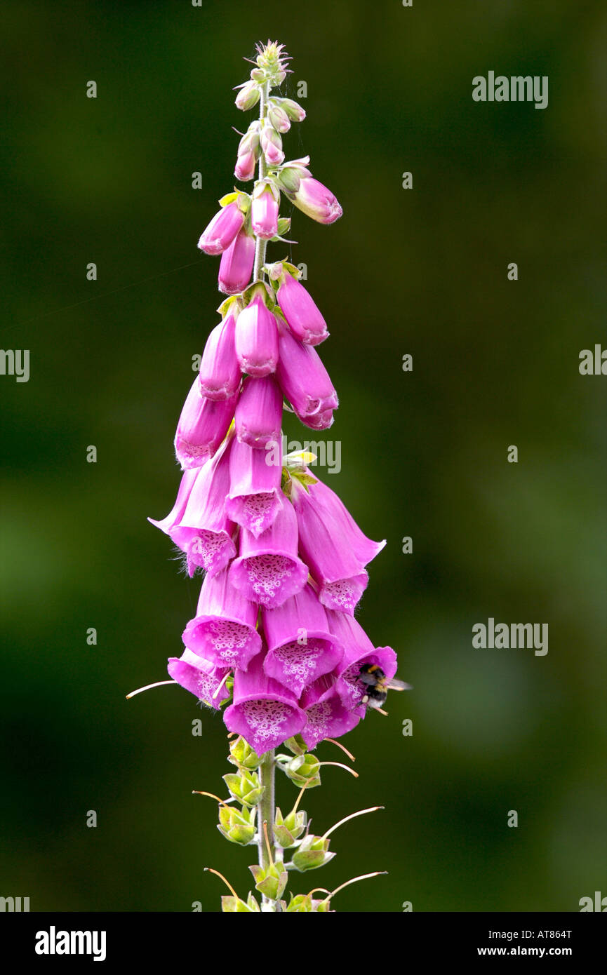 A foxglove with a bee Stock Photo - Alamy