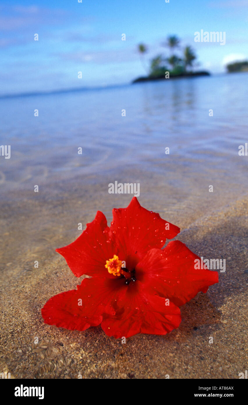 Red hibiscus floating in water on the beach on Ohau Stock Photo - Alamy