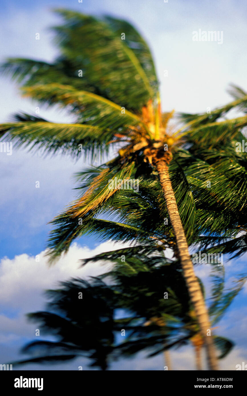 Palm trees blowing in the wind Stock Photo - Alamy