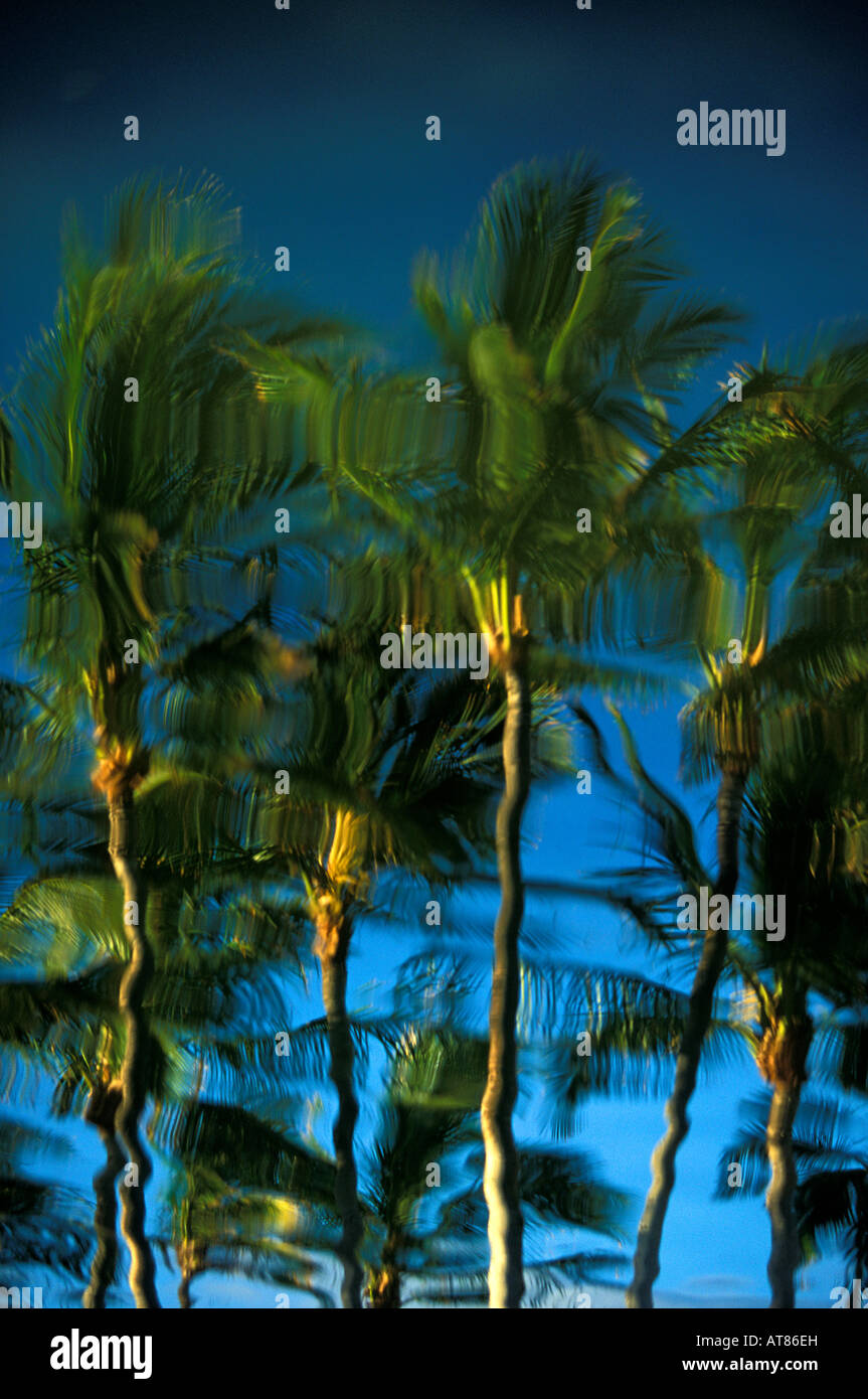 Reflective Palm Trees Stock Photo - Alamy