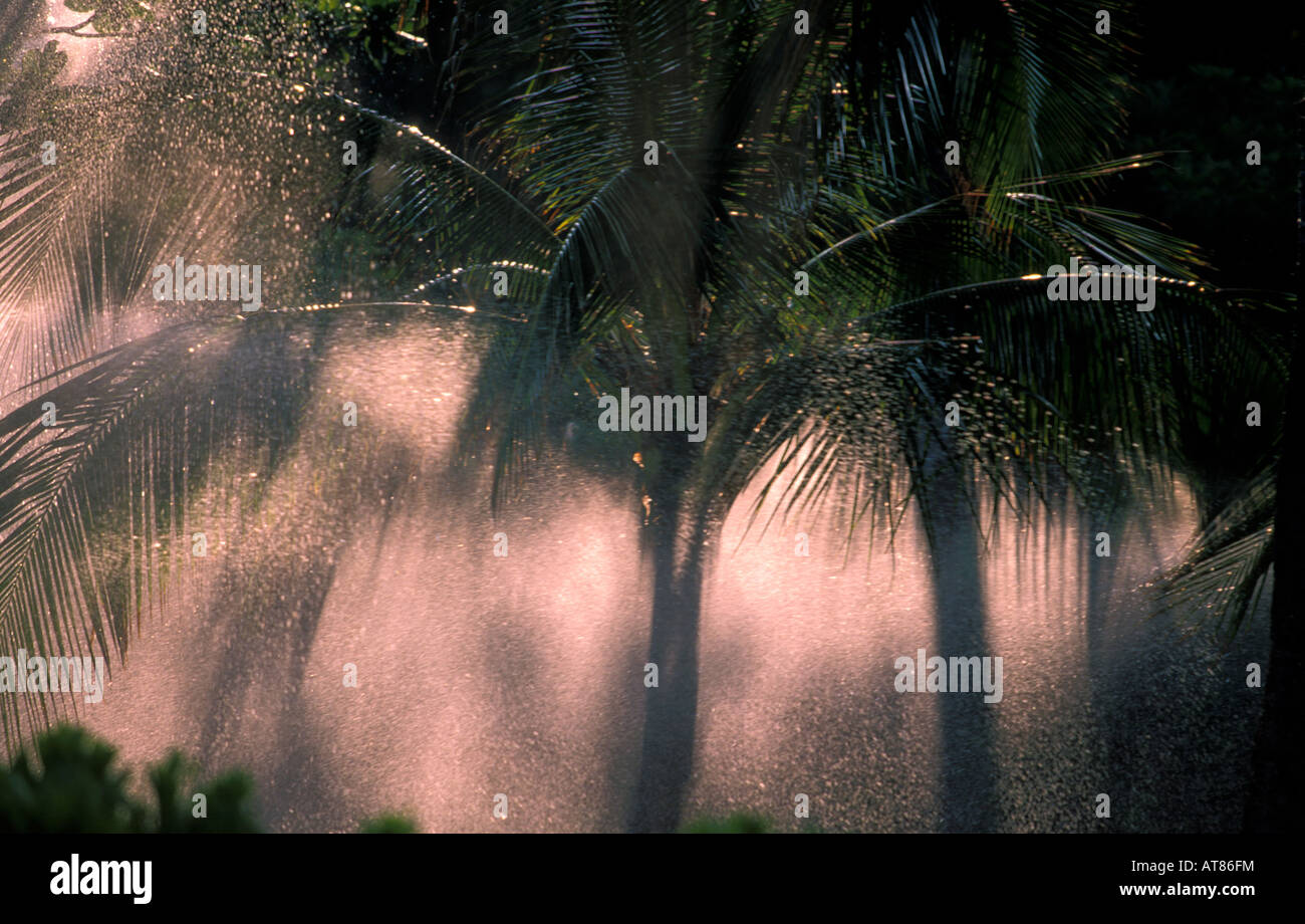 Palm trees in the rain Stock Photo - Alamy