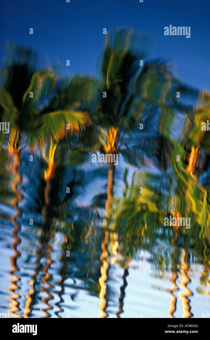 Reflection of palm trees Stock Photo - Alamy