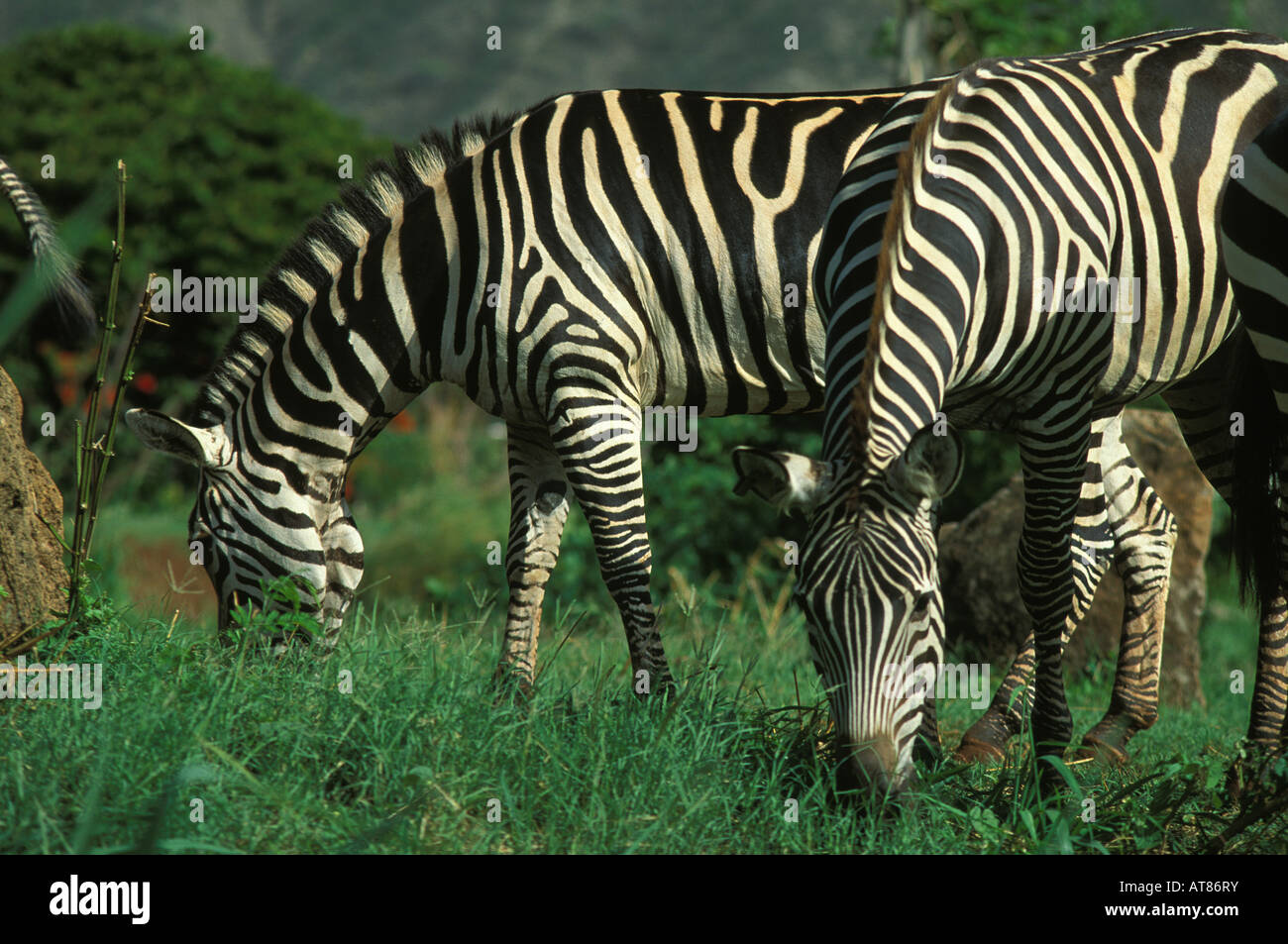 Honolulu zoo hi-res stock photography and images - Alamy