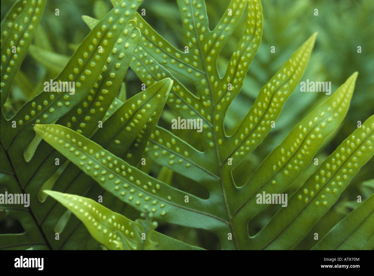Lauae ferns hi-res stock photography and images - Alamy