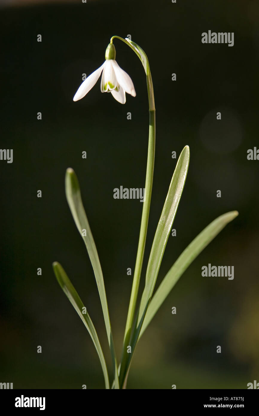 Snowdrop Galanthus Nivalis Close up Stock Photo - Alamy