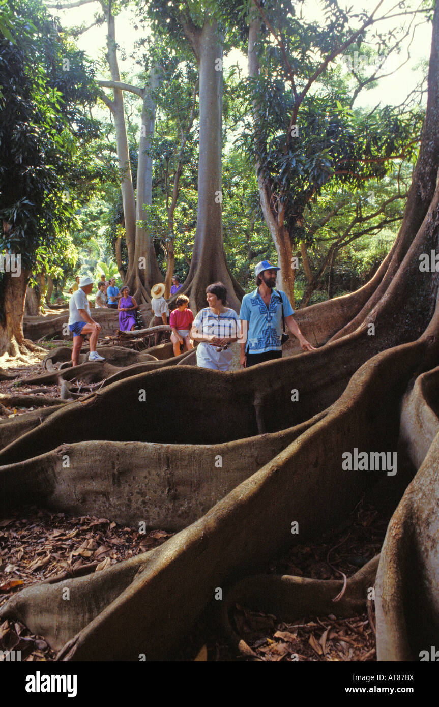 EDITORIAL ONLY. Tourists stand in roots of giant banyan tree. Pacific ...