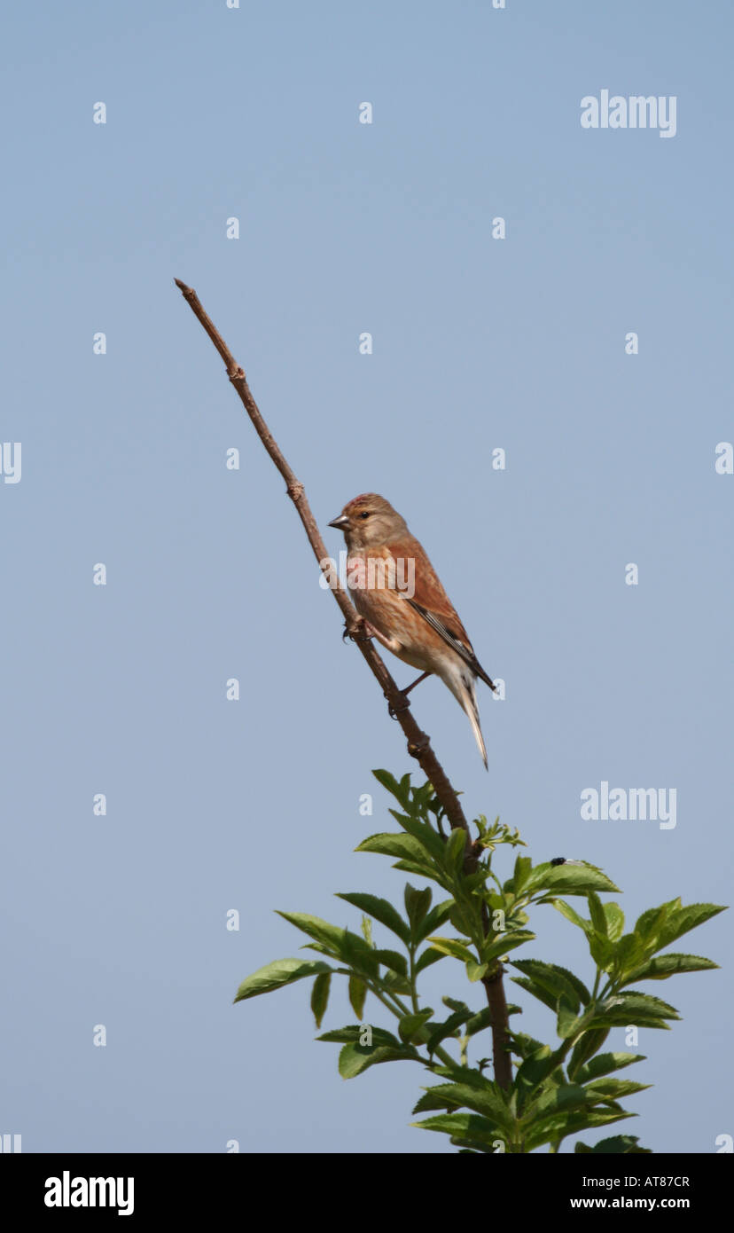 Biodiversity decline hi-res stock photography and images - Alamy