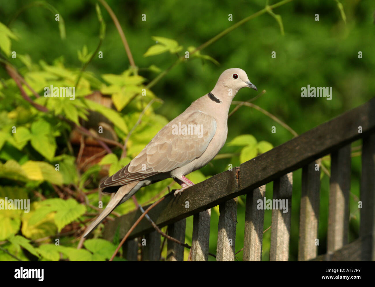Collared Dove sat on garden fence Stock Photo - Alamy