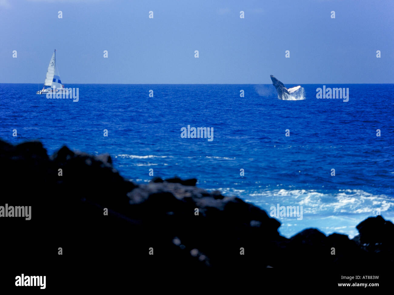 Breeching hi-res stock photography and images - Alamy