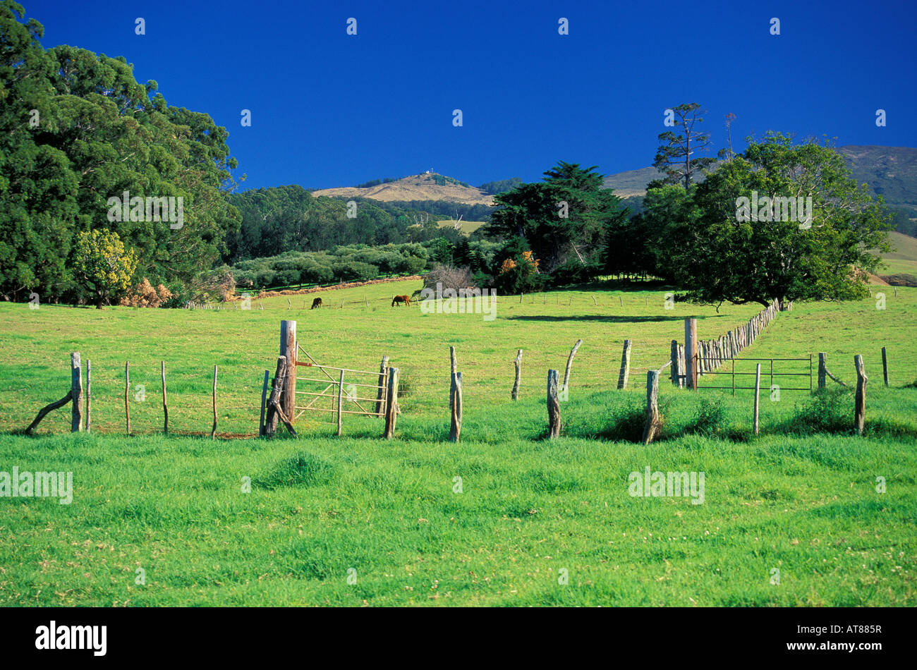 Kula area, Maui "upcountry Stock Photo - Alamy