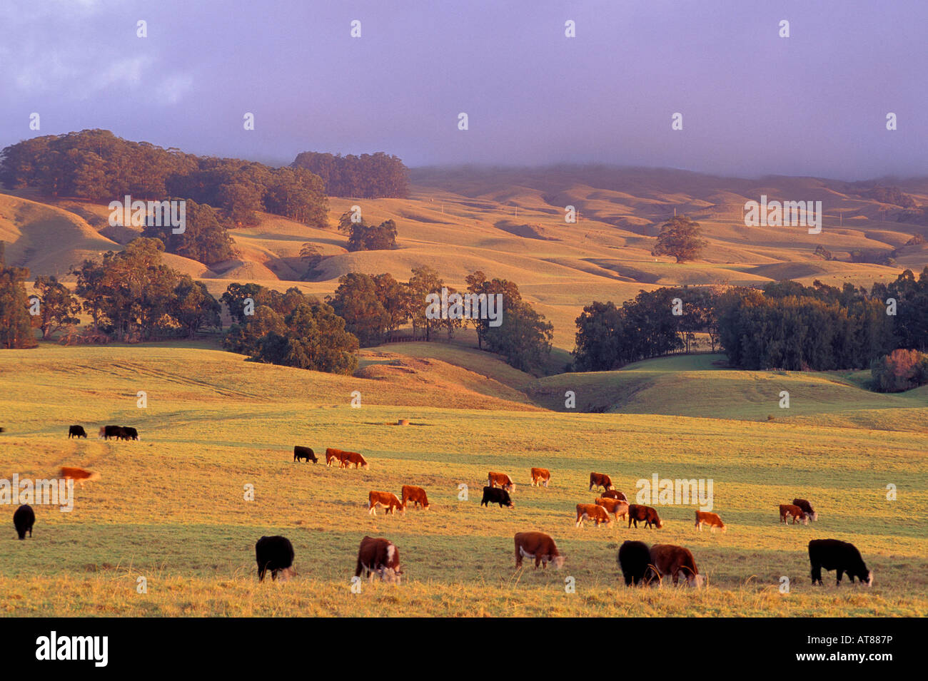 Haleakala Ranch, upcountry Kula, Maui Stock Photo - Alamy