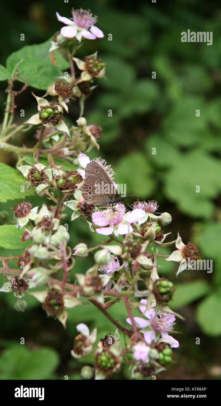 Ringlet butterfly on bramble Stock Photo - Alamy