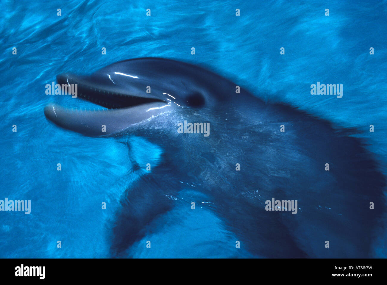 Dolphin at Sea Life Park, Oahu, Hawaii Stock Photo - Alamy