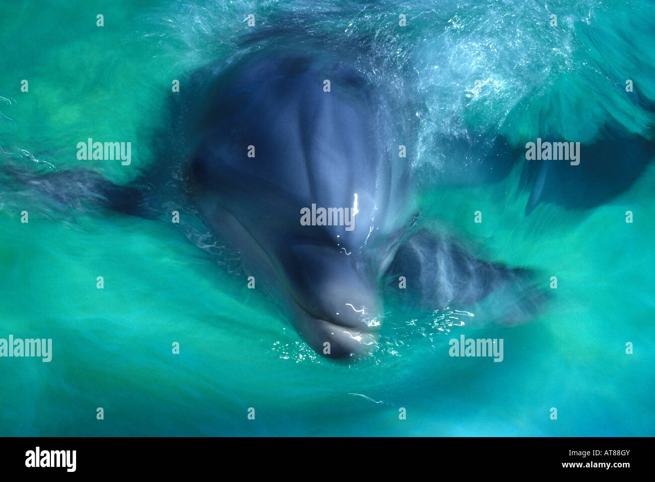 Dolphin at Sea Life Park, Oahu, Hawaii Stock Photo - Alamy