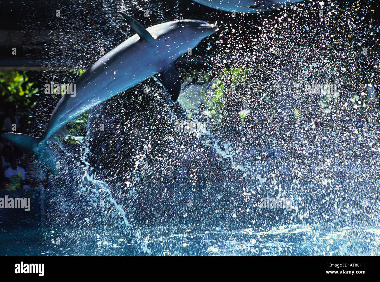 Dolphin leaping out of air at sea life park hi-res stock photography ...