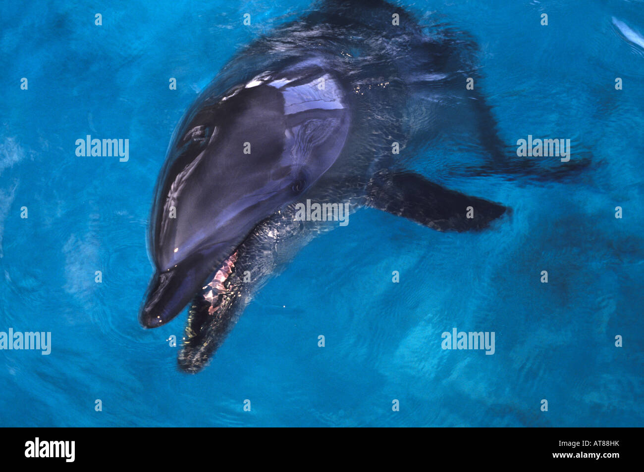 Dolphin at Sea Life Park, Oahu, Hawaii Stock Photo - Alamy