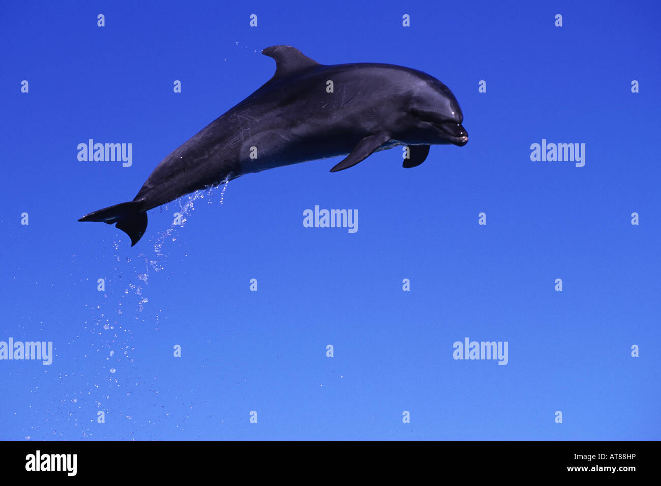 Dolphin leaping into mid air at Sea life park, Oahu Stock Photo - Alamy
