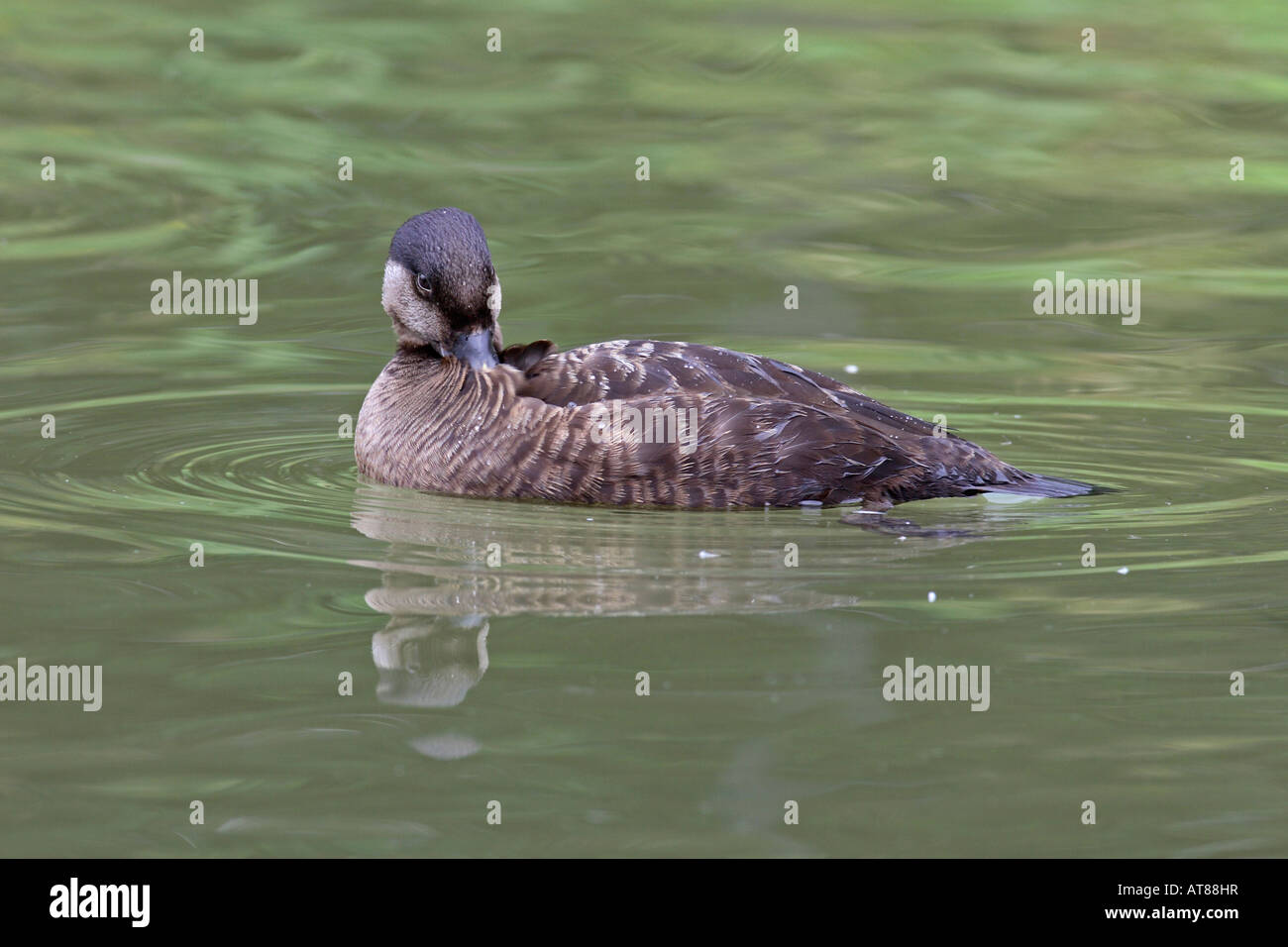 COMMON SCOTER MELANITTA NIGRA FEMALE PREENING SV Stock Photo - Alamy