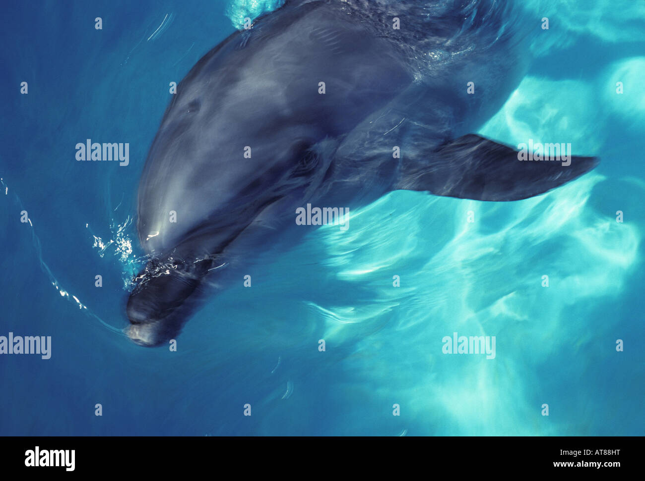 Underwater camera work High Resolution Stock Photography and Images - Alamy