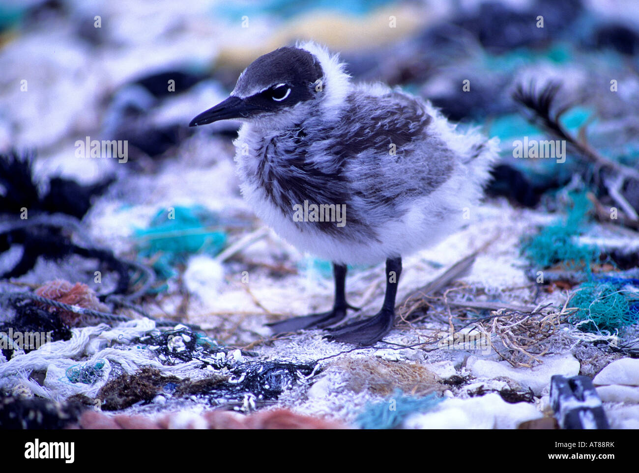 Brown noddy (noio) chick amidst marine debris; Kure Atoll, Northwestern ...