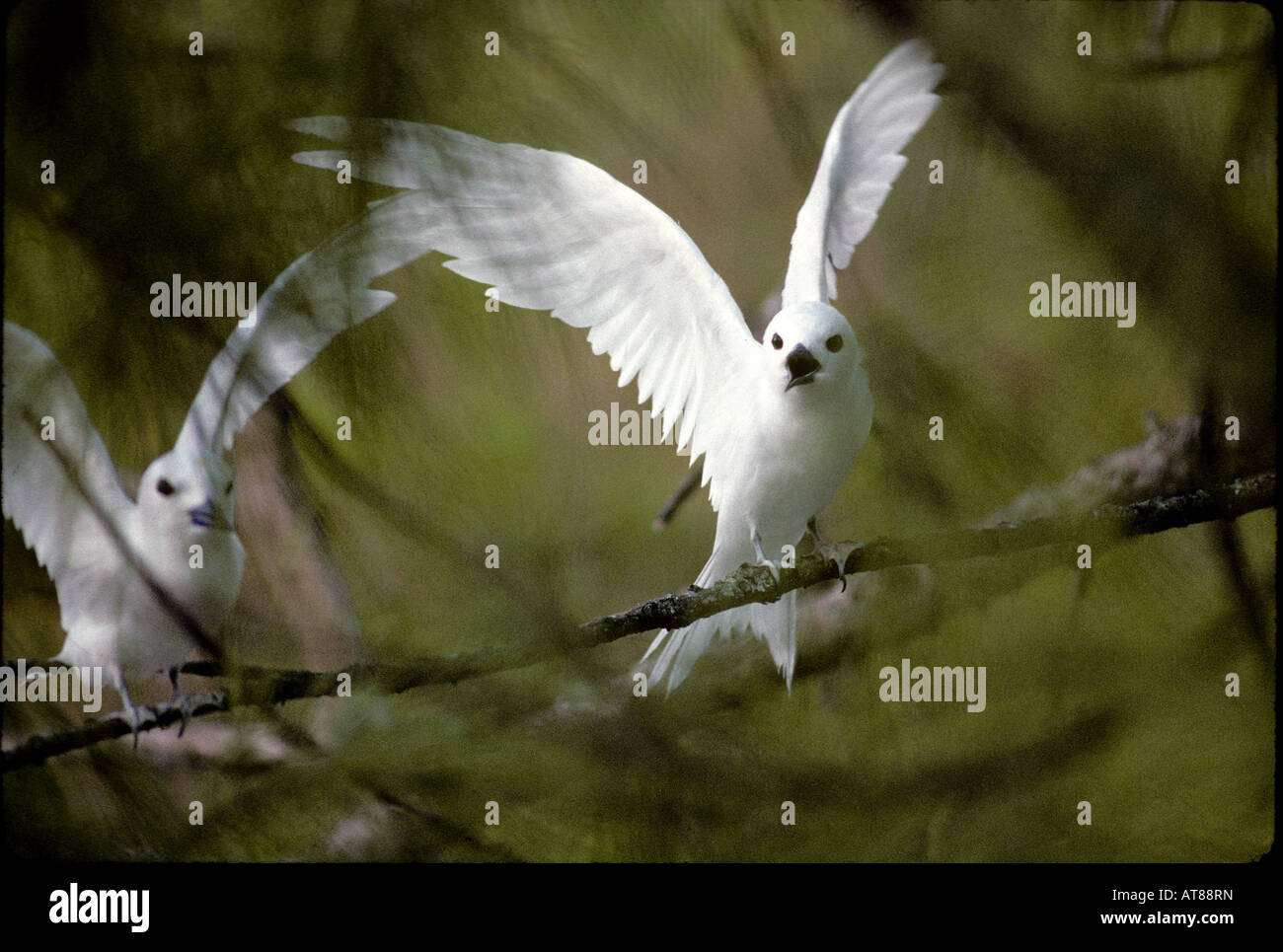 White Terns with spread wings (manu o ku), Kure Atoll, Northwestern ...