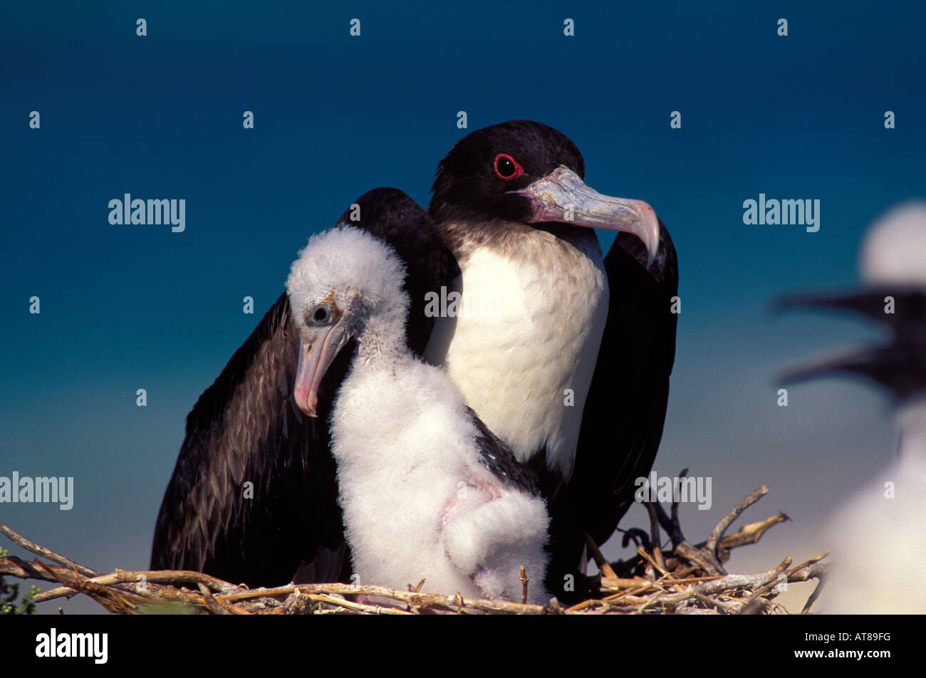 Great Frigatebird-female- with chick on Tern I. French Frigate Shoals ...