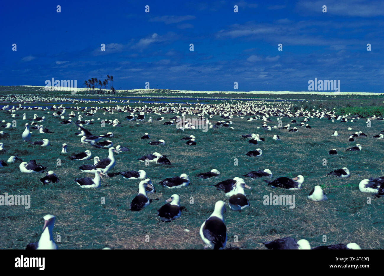 Laysan albatross nesting on Laysan Island Stock Photo - Alamy