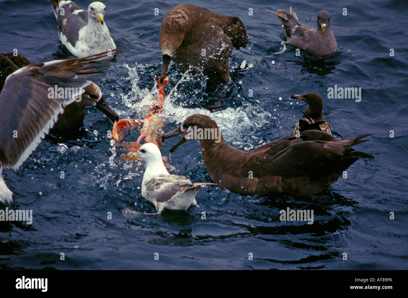 Black-footed Albatross and other seabirds scavenging at fishing vessel ...