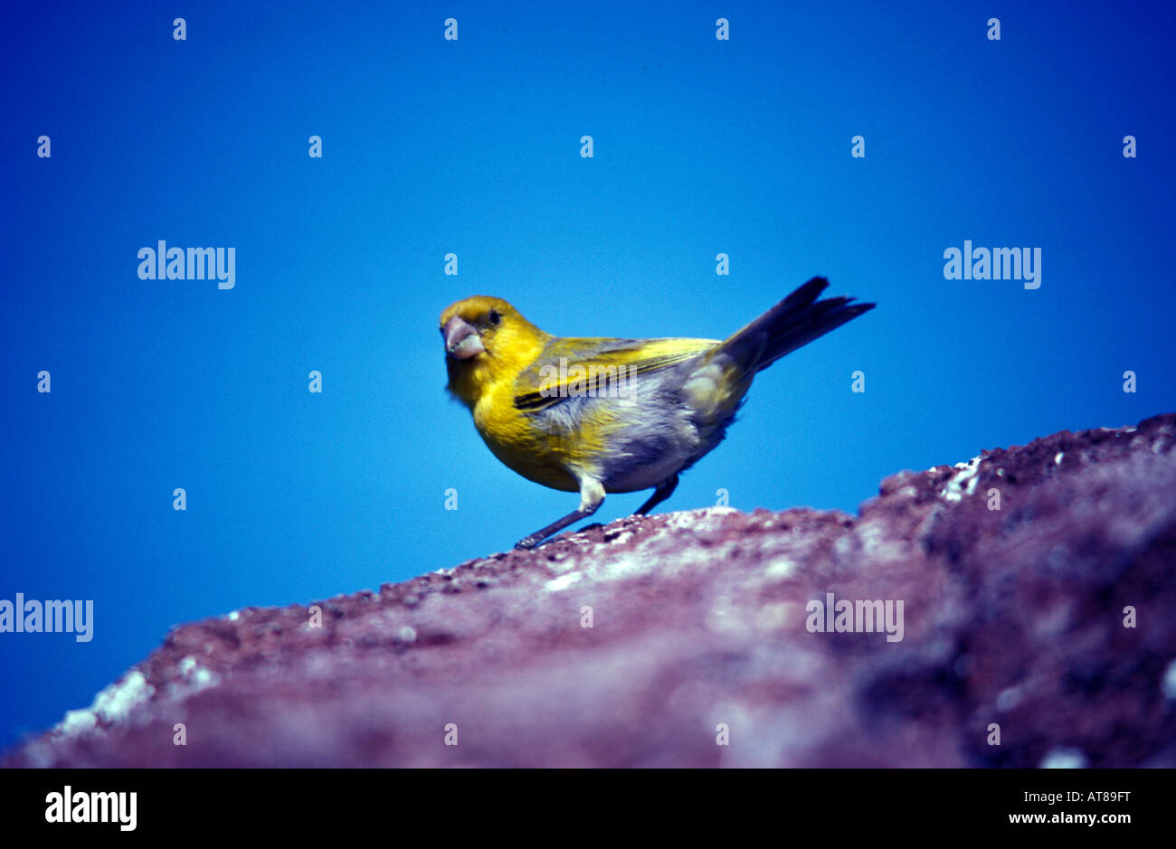 Nihoa Finch-male-Nihoa. Endangered Species Stock Photo - Alamy