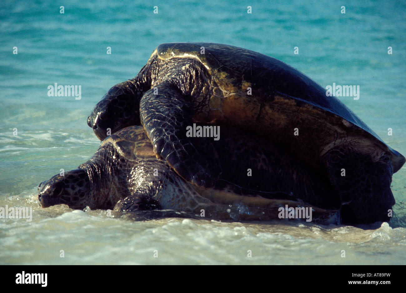 Mating sea turtles hi-res stock photography and images - Alamy
