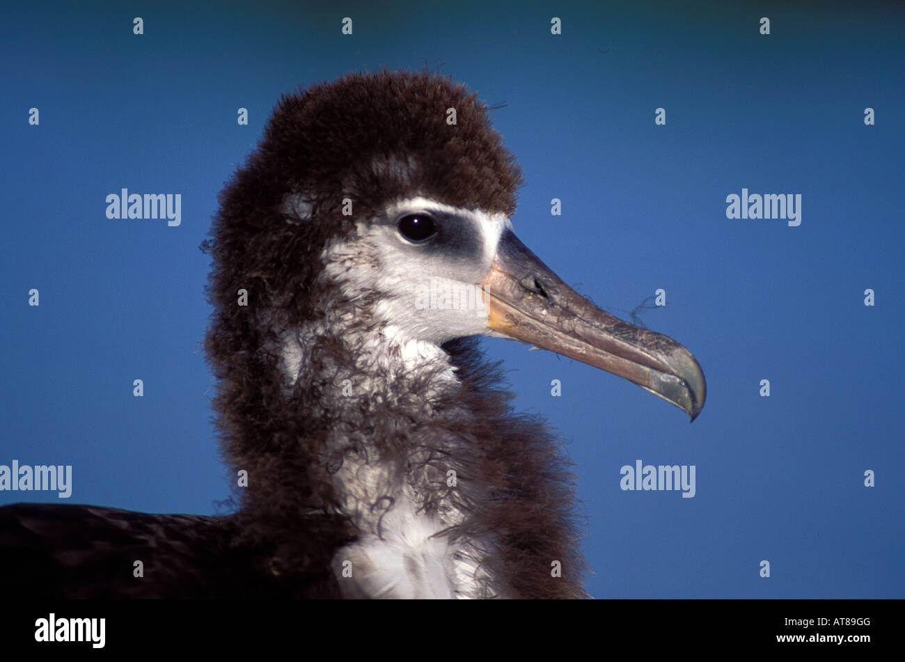 Laysan Albatross fledglings with remnant down Stock Photo - Alamy