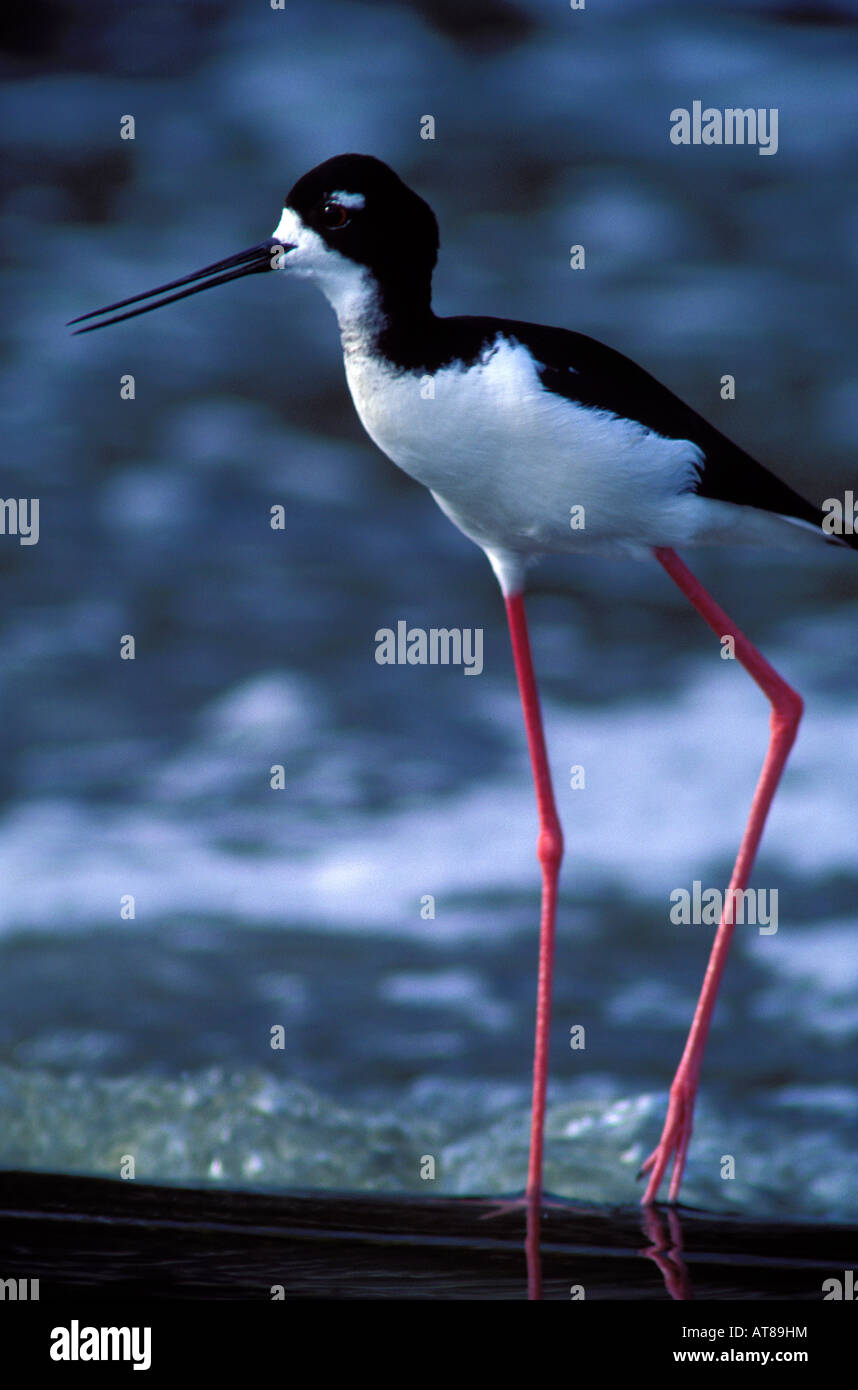Hawaiian Stilt-male-Oahu. Endangered Species Stock Photo - Alamy