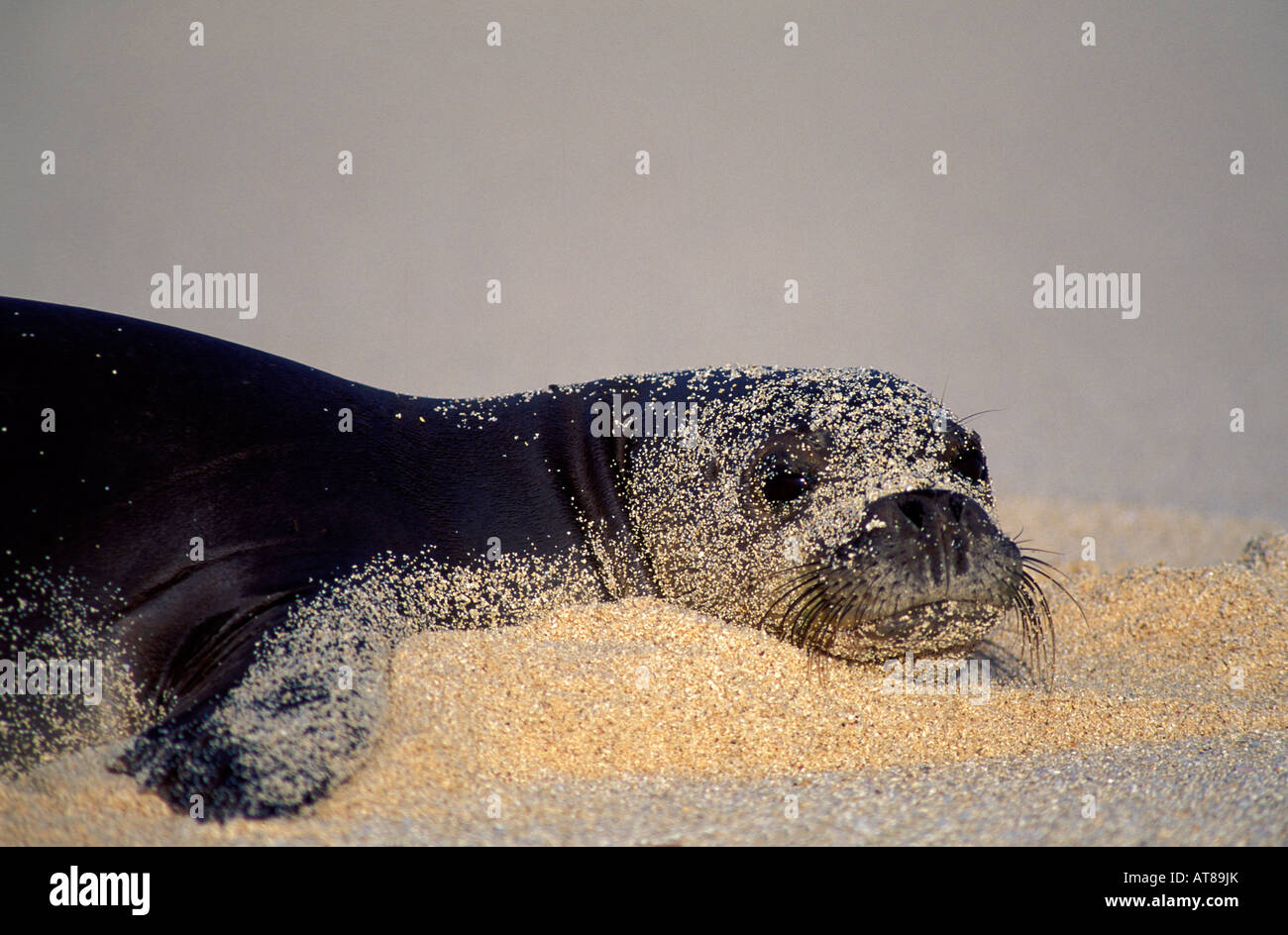 Hawaiian Monk Seal, Laysan I. Endangered Species Stock Photo - Alamy