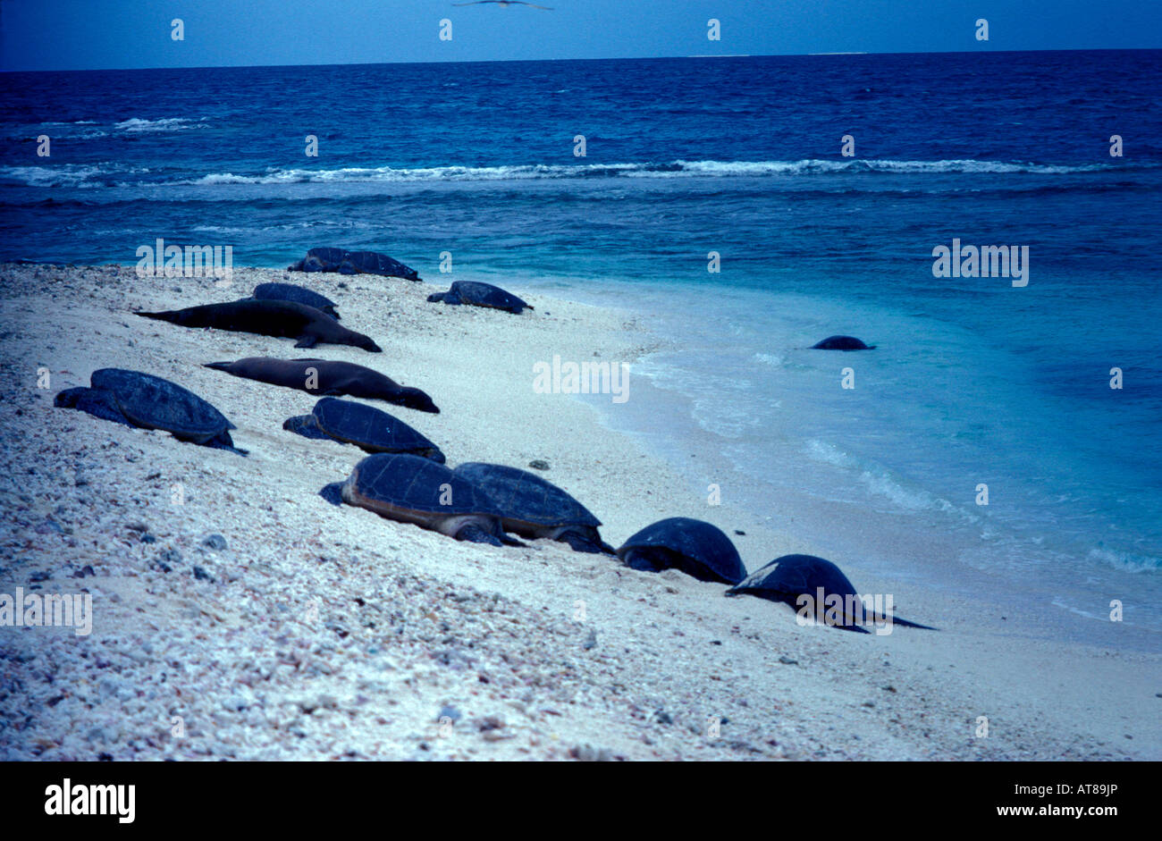 Hawaiian Monk Seals and green Sea Turtles, East I.French Frigate Shoals ...